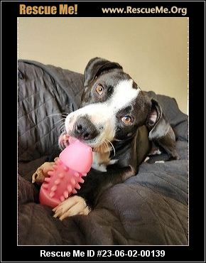 - North Carolina Pit Bull Rescue - ADOPTIONS - Rescue Me!