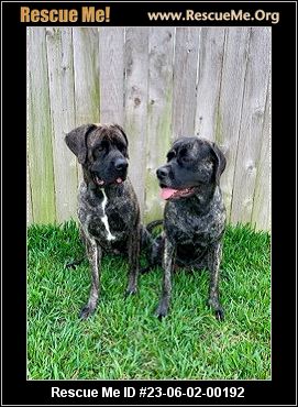 - Utah Dog Rescue - ADOPTIONS - Rescue Me!