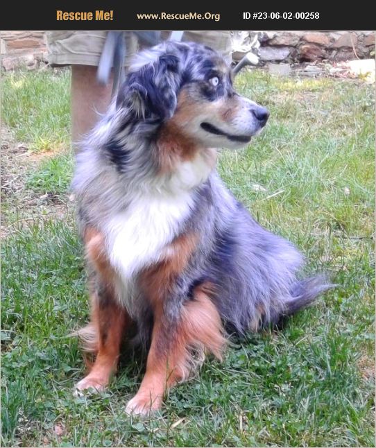 ADOPT 23060200258 ~ Australian Shepherd Rescue ~ Doylestown, PA