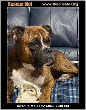 - Florida Boxer Rescue - ADOPTIONS - Rescue Me!