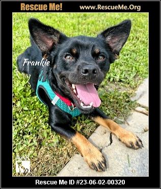 - Texas Miniature Pinscher Rescue - ADOPTIONS - Rescue Me!
