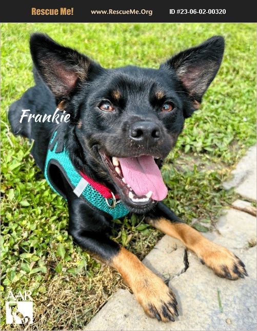 ADOPT 23060200320 ~ Miniature Pinscher Rescue ~ Magnolia, TX