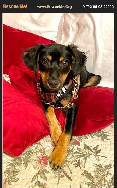 ADOPT 23060200353 ~ Miniature Pinscher Rescue ~ Orlando, FL