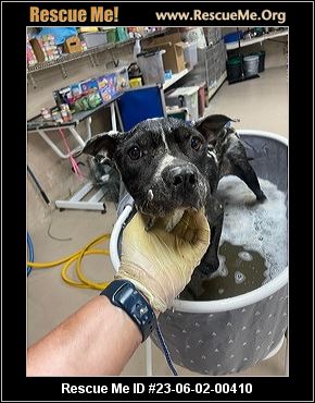 - Tennessee Boxer Rescue - ADOPTIONS - Rescue Me!