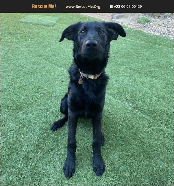 ADOPT 23060200429 ~ Poodle Rescue ~ Tucson, AZ