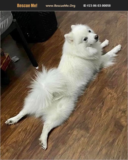 ADOPT 23060300058 ~ Spitz Rescue ~ Yorktown, VA