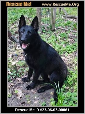 - Virginia German Shepherd Rescue - ADOPTIONS - Rescue Me!