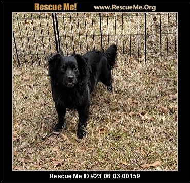 - Florida Bearded Collie Rescue - ADOPTIONS - Rescue Me!