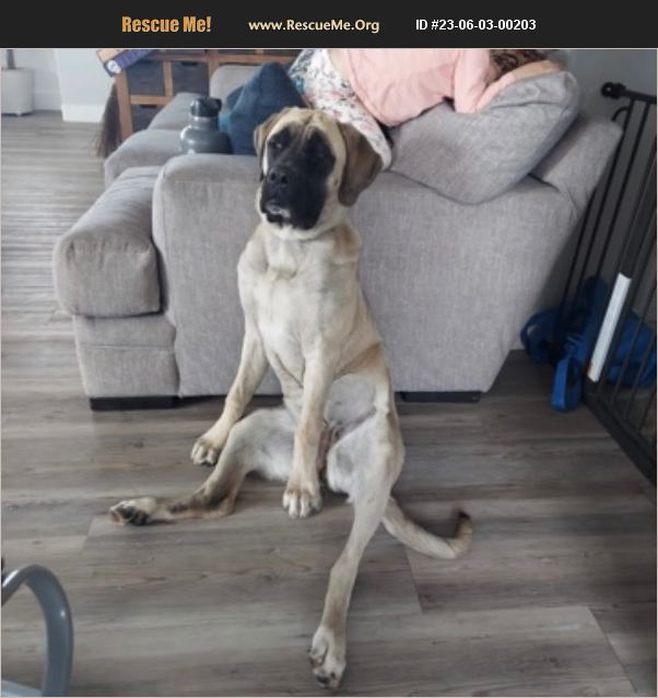 ADOPT 23060300203 ~ Mastiff Rescue ~ Springville, UT