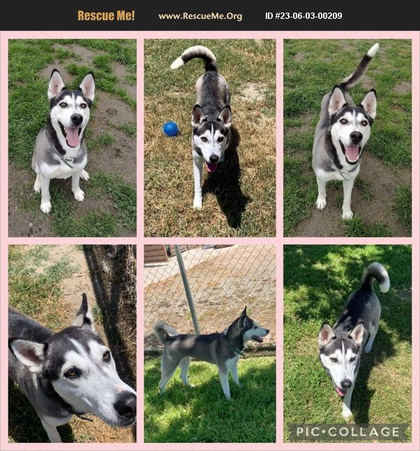 ADOPT 23060300209 ~ Siberian Husky Rescue ~ Riverside County, CA