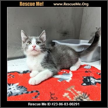 - Missouri Cat Rescue - ADOPTIONS - Rescue Me!
