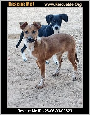 - New Mexico Dog Rescue - ADOPTIONS - Rescue Me!