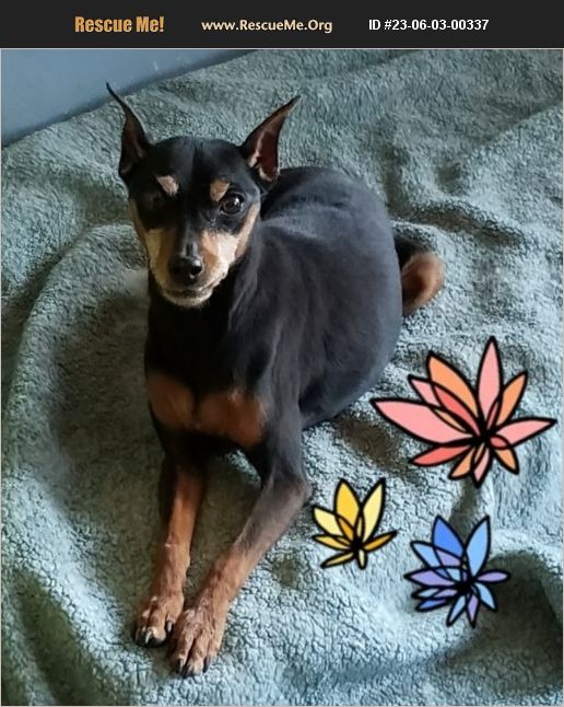 ADOPT 23060300337 ~ Miniature Pinscher Rescue ~ sheridan, IL