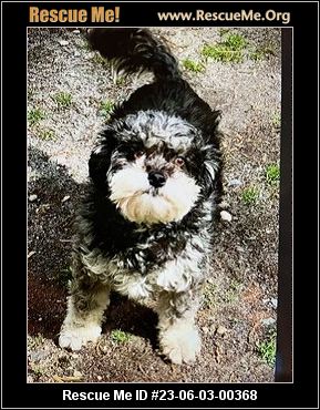 - New Jersey Schnauzer Rescue - ADOPTIONS - Rescue Me!