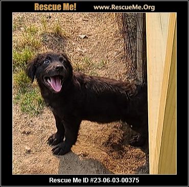 - Maryland Dog Rescue - ADOPTIONS - Rescue Me!