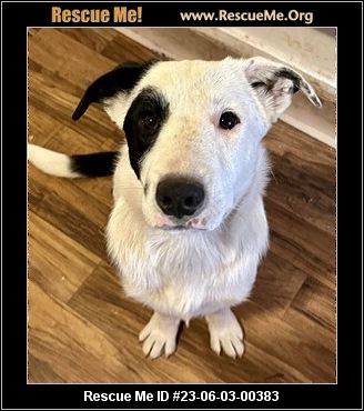 - California Border Collie Rescue - ADOPTIONS - Rescue Me!