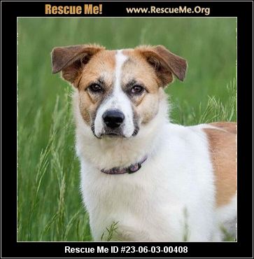 - Colorado Dog Rescue - ADOPTIONS - Rescue Me!