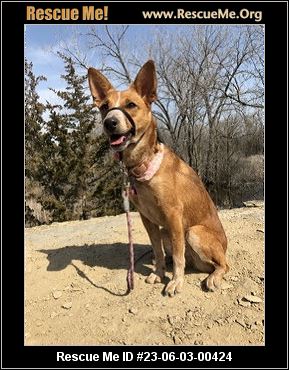 - Minnesota Dog Rescue - ADOPTIONS - Rescue Me!