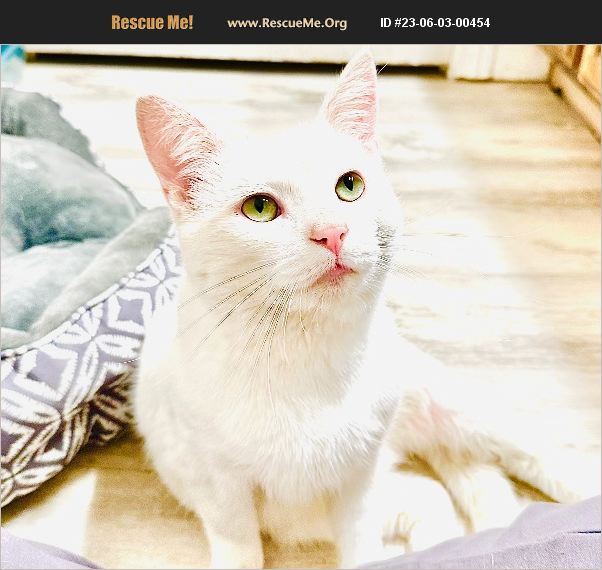 ADOPT 23060300454 ~ Turkish Van Rescue ~ Van Nuys, CA