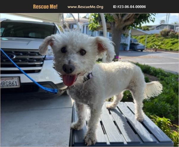 ADOPT 23060400006 ~ Cockapoo Rescue ~ Carlsbad, CA