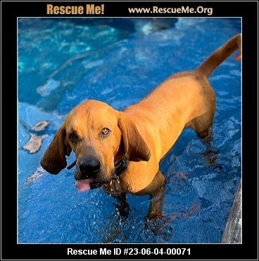 - Texas Bloodhound Rescue - ADOPTIONS - Rescue Me!