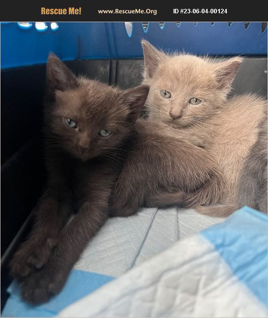 ADOPT 23060400124 ~ Domestic Cat Rescue ~ Los Angeles, CA