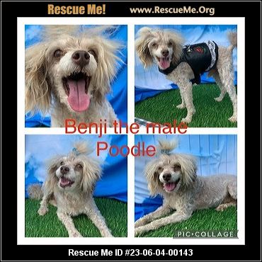 - Georgia Poodle Rescue - ADOPTIONS - Rescue Me!