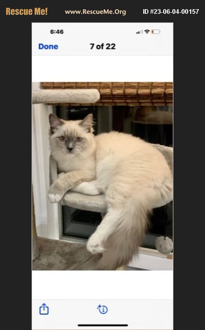 ADOPT 23060400157 ~ Ragdoll Rescue ~ RSM, CA
