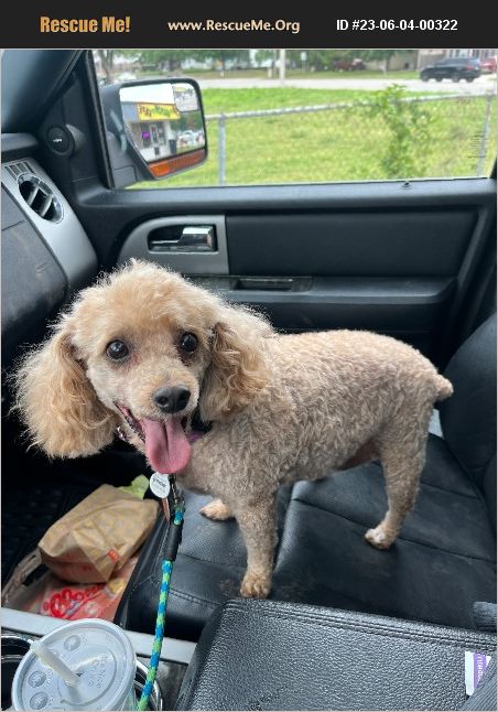 ADOPT 23060400322 ~ Poodle Rescue ~ El Dorado, KS