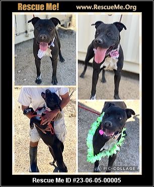 - California Pit Bull Rescue - ADOPTIONS - Rescue Me!