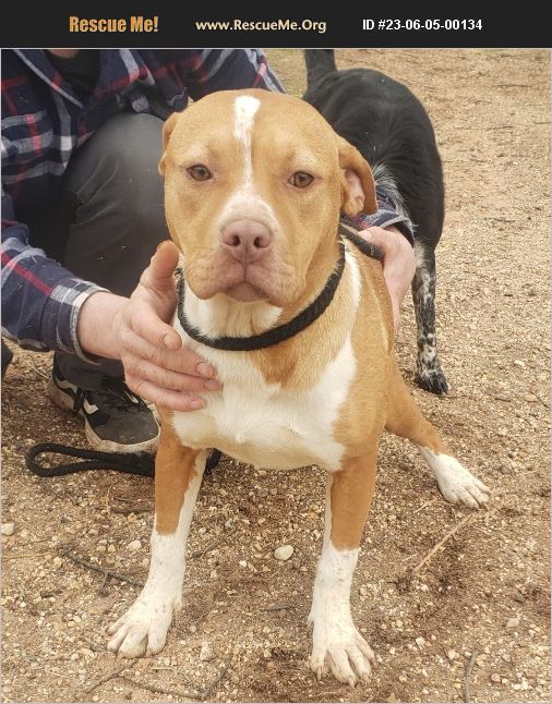 ADOPT 23060500134 ~ Staffordshire Bull Terrier Rescue ~ Tacoma, WA