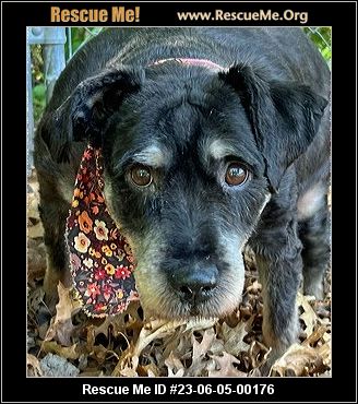 - Wisconsin Schnauzer Rescue - ADOPTIONS - Rescue Me!