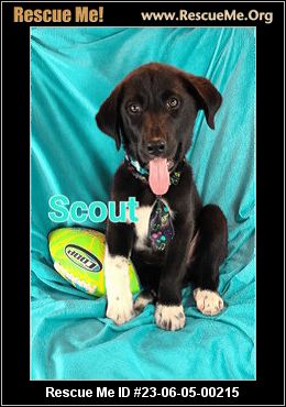 - Delaware Dog Rescue - ADOPTIONS - Rescue Me!