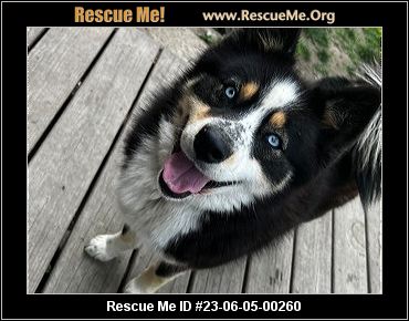 - Michigan Pomeranian Rescue - ADOPTIONS - Rescue Me!