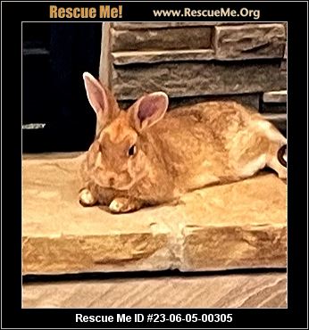 - South Carolina Rabbit Rescue - ADOPTIONS - Rescue Me!
