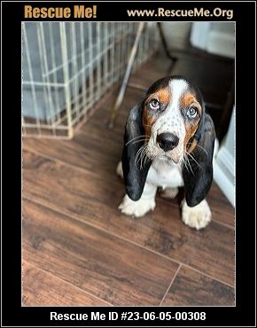 - Furever Angels Animal Rescue - Charlotte, NC - AVAILABLE PETS