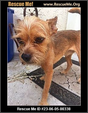 - California Yorkie Rescue - ADOPTIONS - Rescue Me!