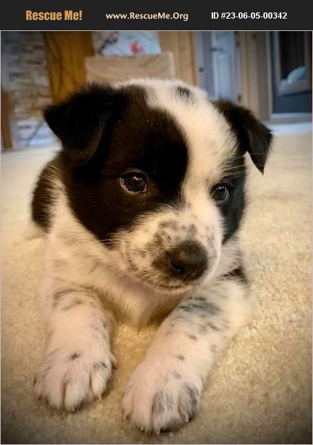 ADOPT 23060500342 ~ Border Collie Rescue ~ Penrose, CO