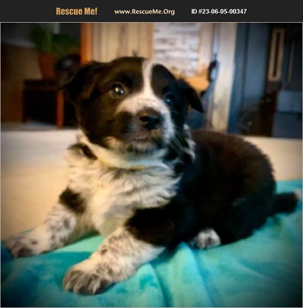 ADOPT 23060500347 ~ Border Collie Rescue ~ Penrose, CO