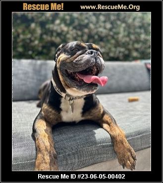 - California Bulldog Rescue - ADOPTIONS - Rescue Me!