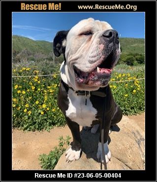 - California Bulldog Rescue - ADOPTIONS - Rescue Me!