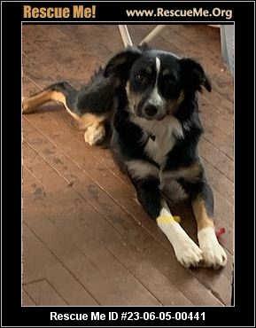 - Kentucky Dog Rescue - ADOPTIONS - Rescue Me!
