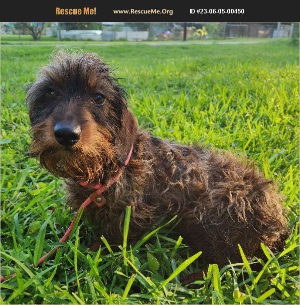 ADOPT 23060500450 ~ Schnauzer Rescue ~ Muskego, WI