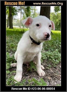 - Wisconsin Dog Rescue - ADOPTIONS - Rescue Me!