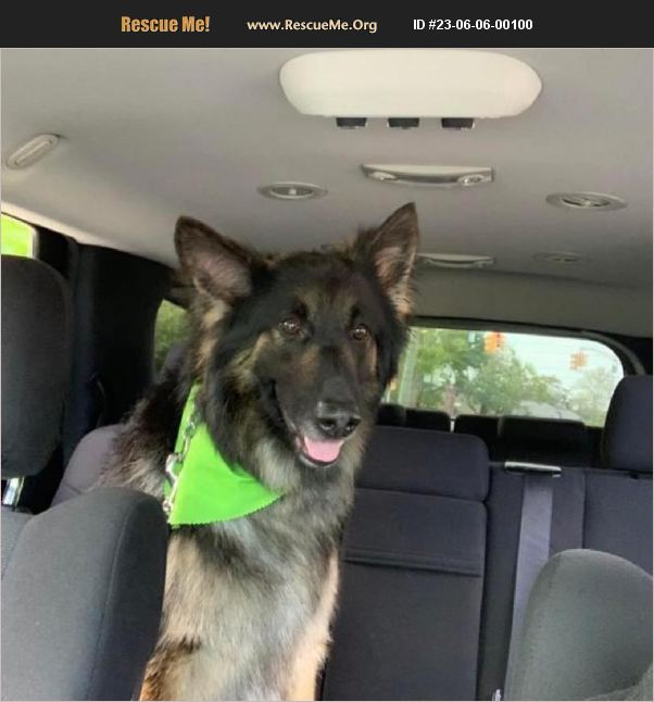 ADOPT 23060600100 ~ German Shepherd Rescue ~ Stirling, NJ