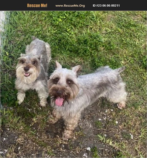 ADOPT 23060600211 ~ Schnauzer Rescue ~ Boca Raton, FL