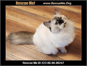 - Wisconsin Cat Rescue - ADOPTIONS - Rescue Me!
