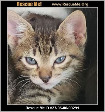 - Florida Cat Rescue - ADOPTIONS - Rescue Me!