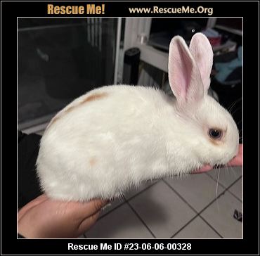 - California Rabbit Rescue - ADOPTIONS - Rescue Me!