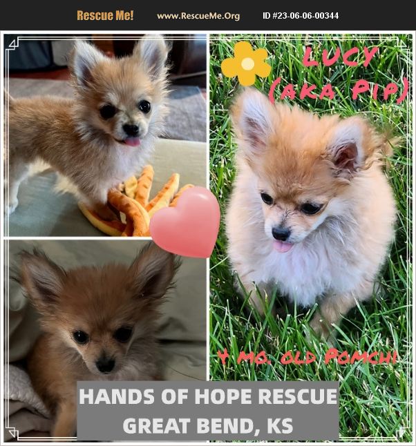 ADOPT 23060600344 ~ Pomeranian Rescue ~ Great Bend, KS